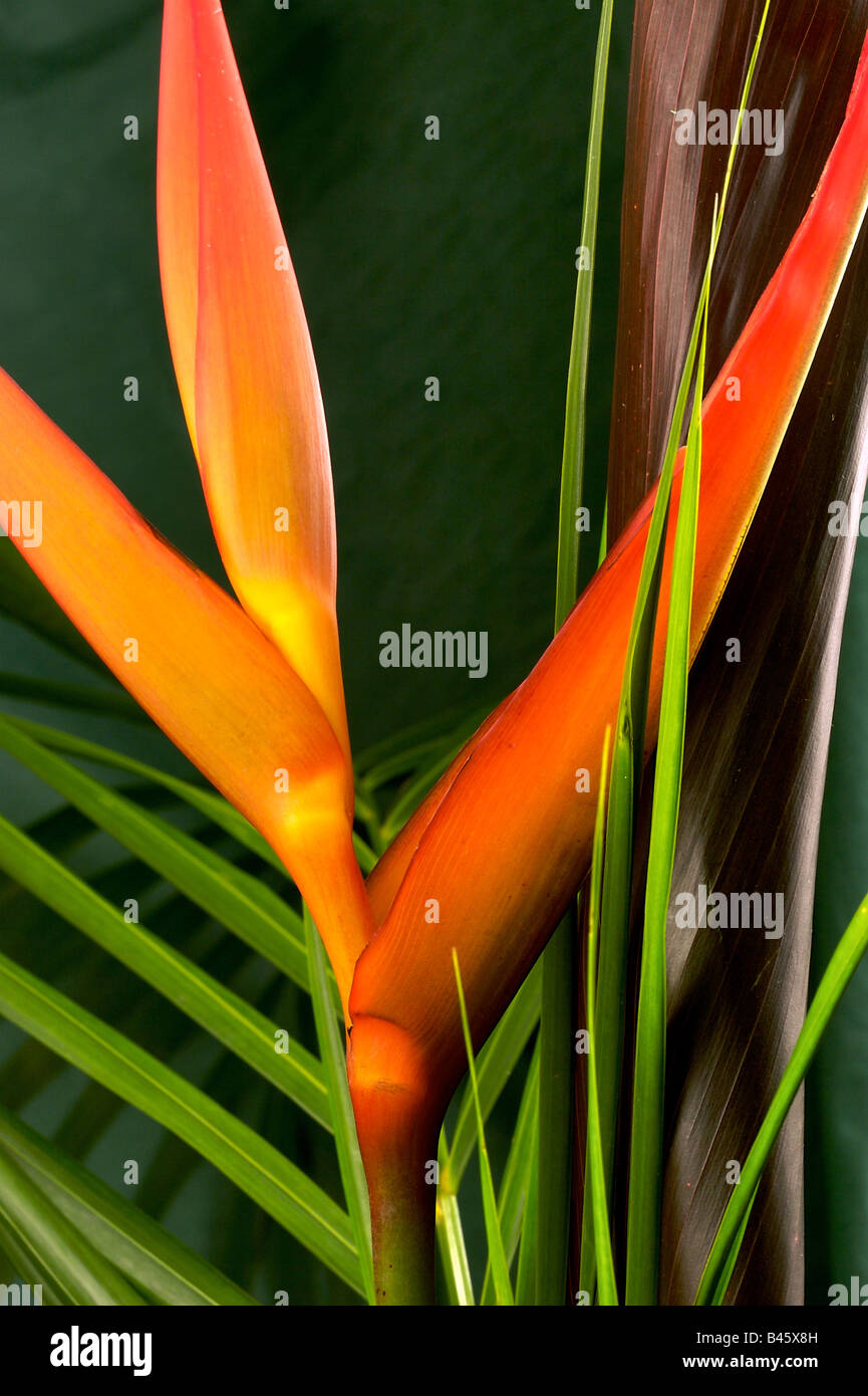 Heliconia psittacorum or Parrot flower Stock Photo - Alamy