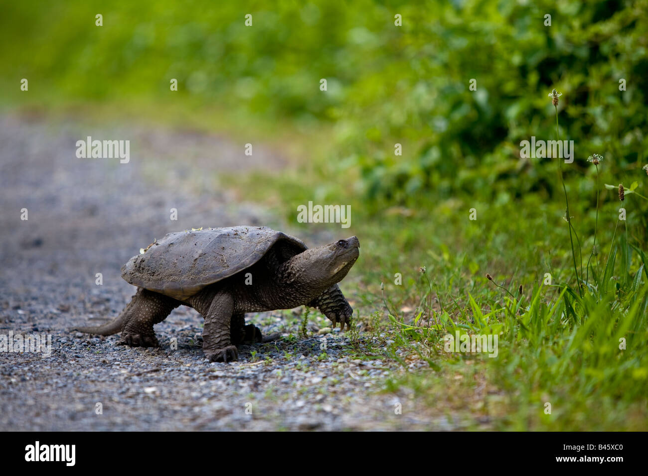 Jamaica turtle hi-res stock photography and images - Alamy