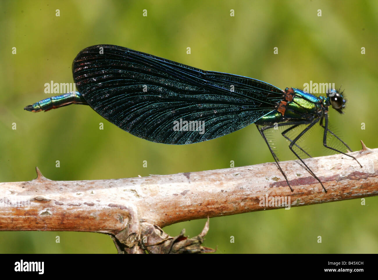 zoology / animals, insect, dragonfly, Beautiful Demoiselle, (Calopteryx ...