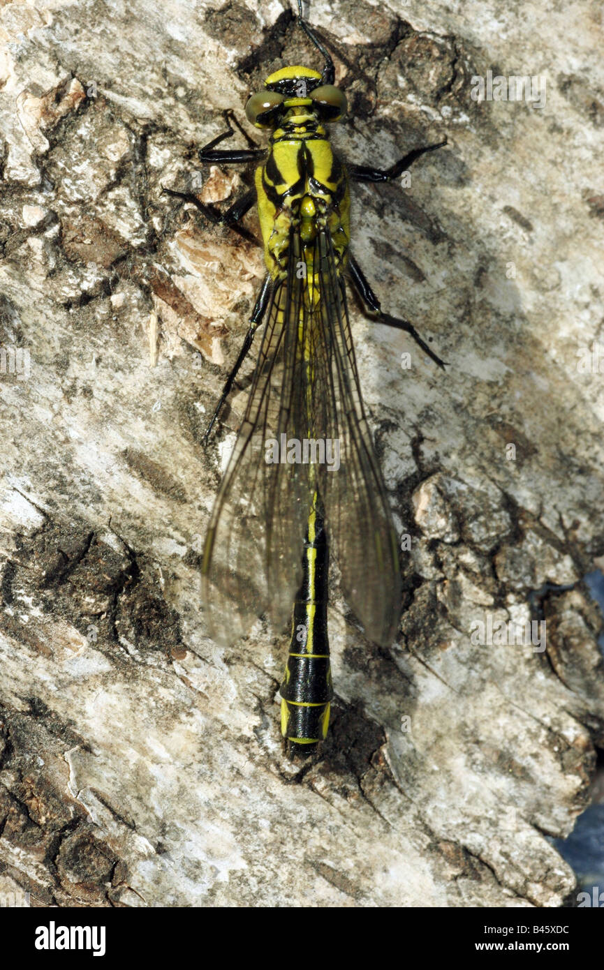 zoology / animals, insect, dragonflies, Club-tailed Dragonfly (Gomphus ...
