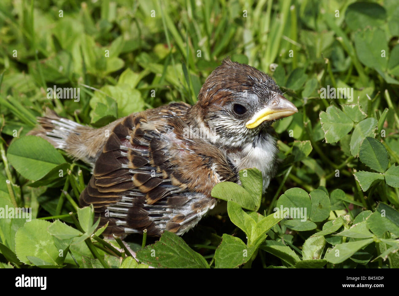 Passeridae aves hi-res stock photography and images - Alamy
