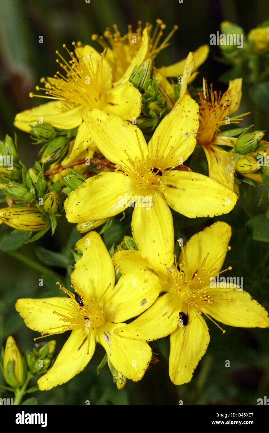 Botany clusiaceae hi-res stock photography and images - Alamy