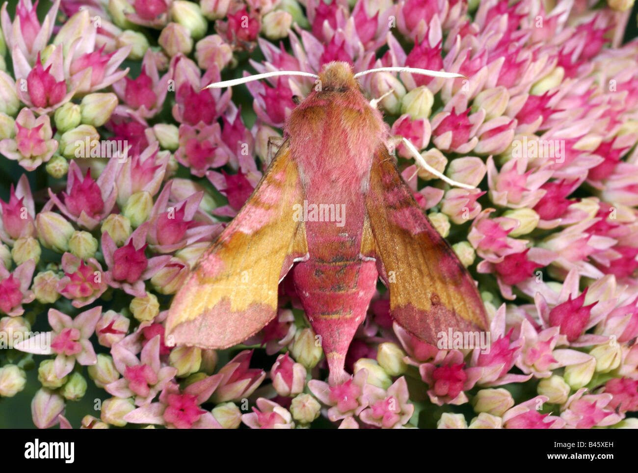 Half animals hi-res stock photography and images - Alamy