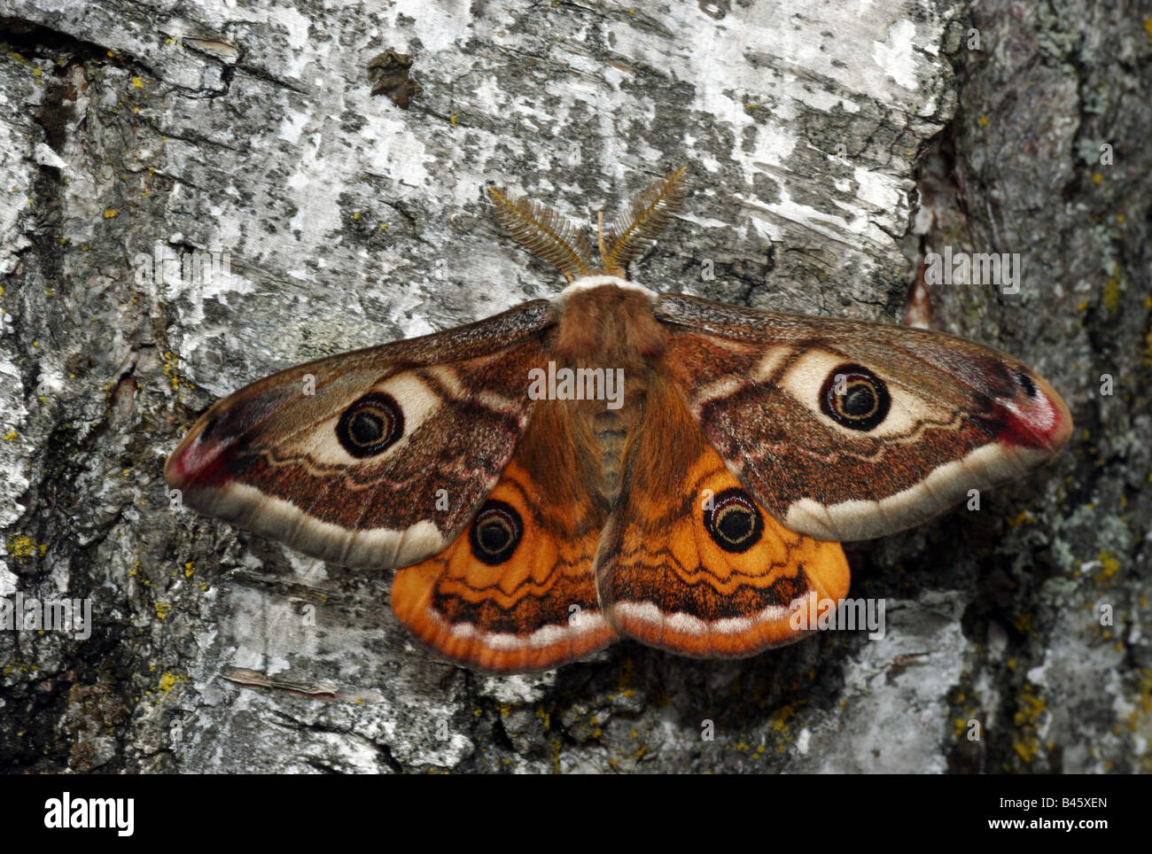 Lesser emperor moth hi-res stock photography and images - Alamy