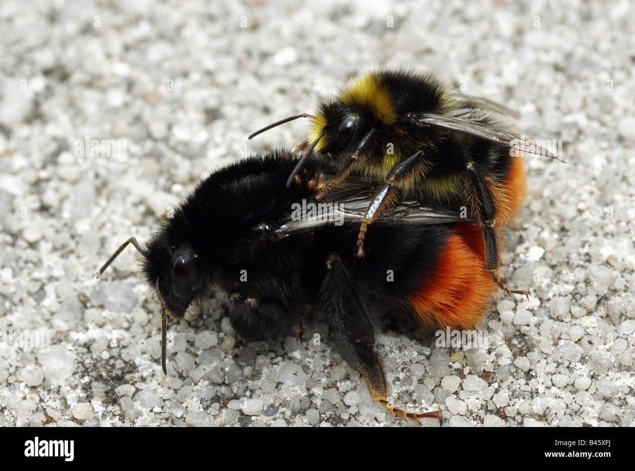 zoology / animals, insects, bumblebees, Red-tailed Bumblebee, (Bombus ...