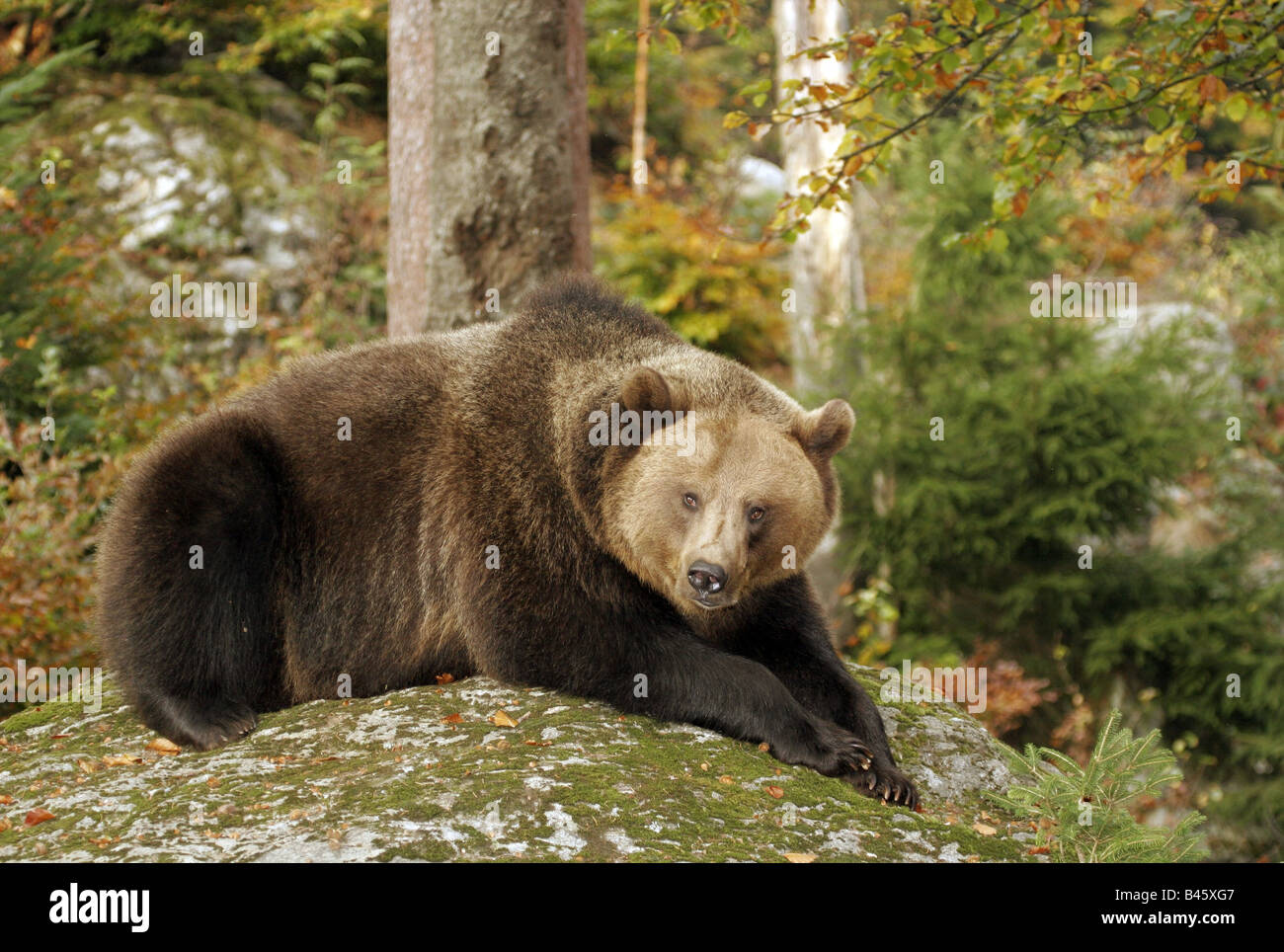 zoology / animals, mammal / mammalian, Ursidae, Brown Bear (Ursus ...
