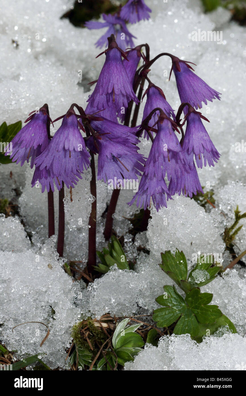 Soldanella Alpina High Resolution Stock Photography and Images - Alamy