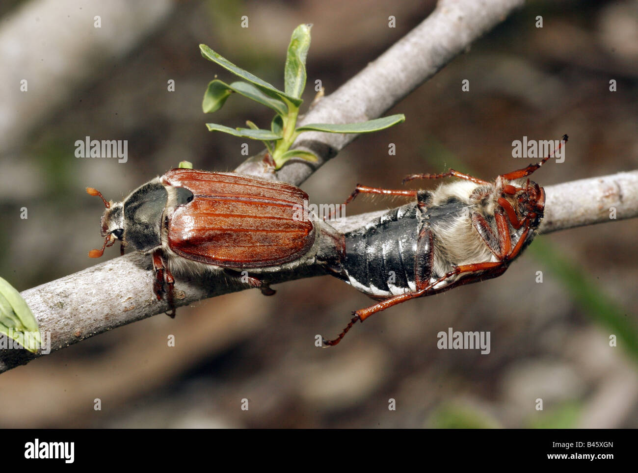 Europe without iberian island and southern italia hi-res stock ...