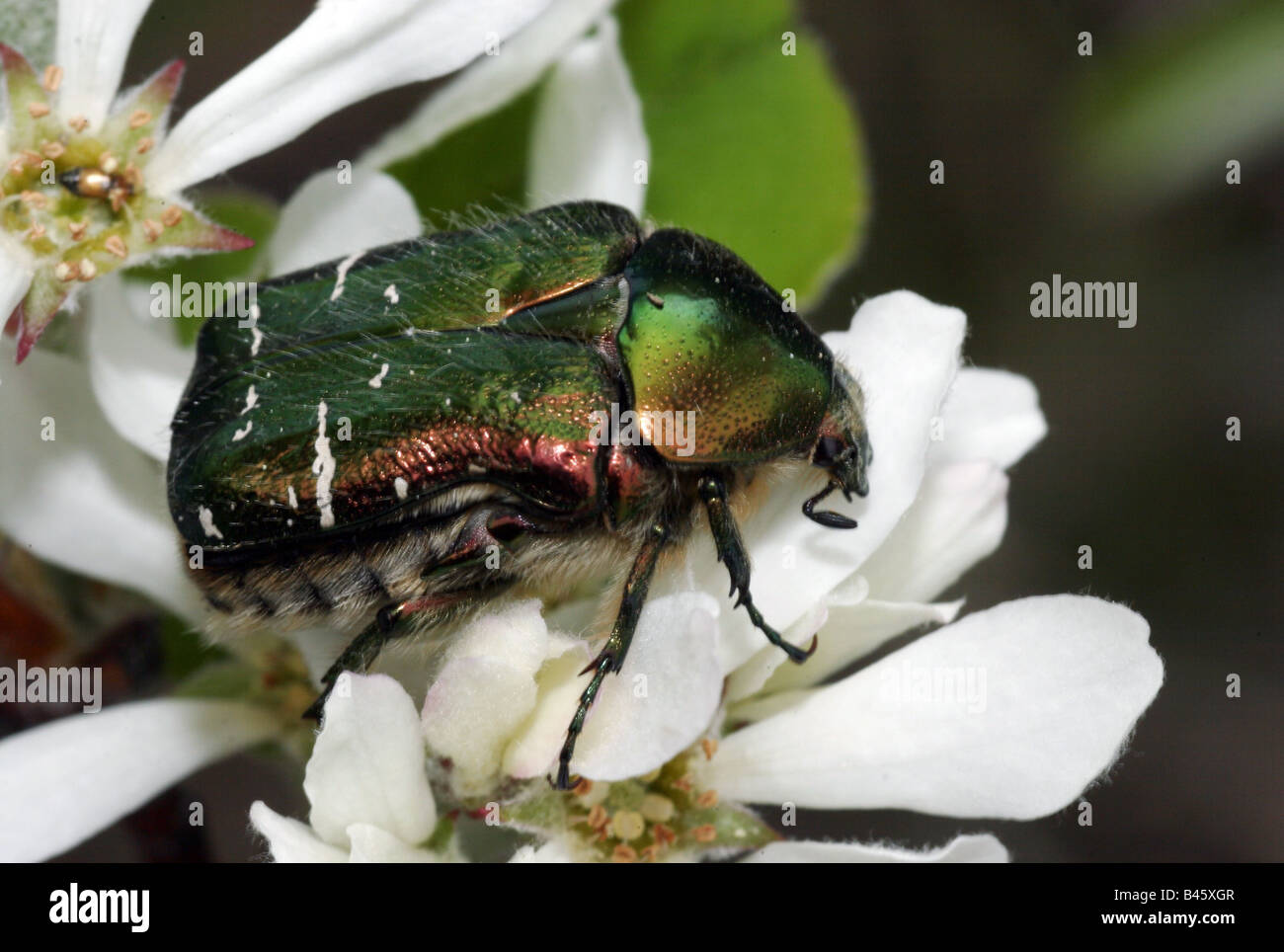 zoology / animals, insect, beetles, Rose Chafer, (Cetonia aurata), at ...