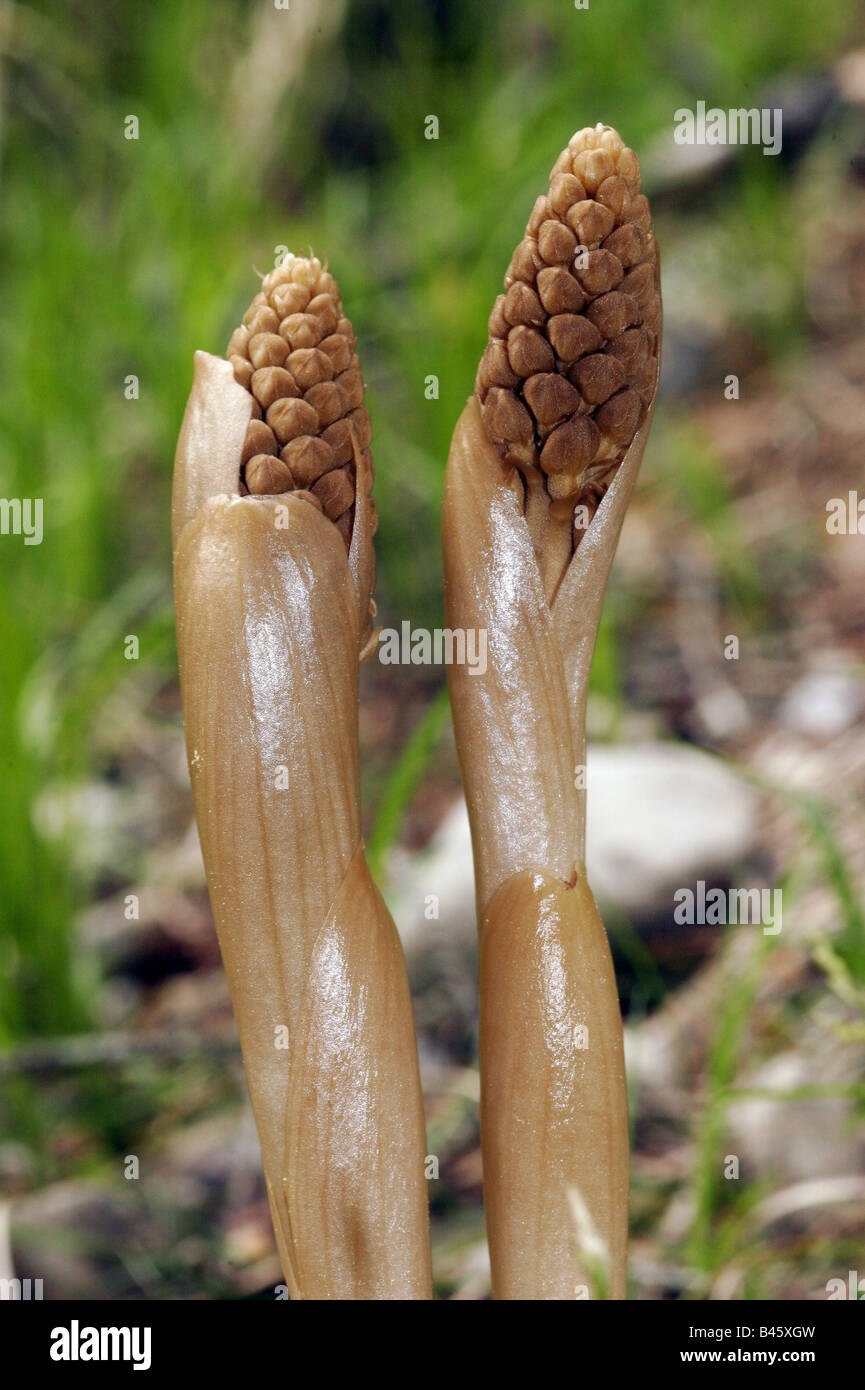 botany, nest orchid, (Neottia), species, Bird's nest Orchid, (Neottia ...