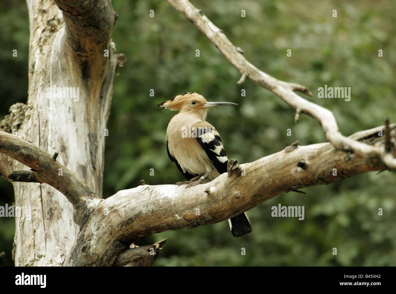 Upupa madagascar hi-res stock photography and images - Alamy