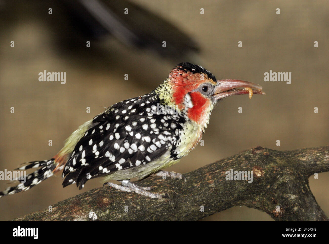 Hall birds hi-res stock photography and images - Alamy