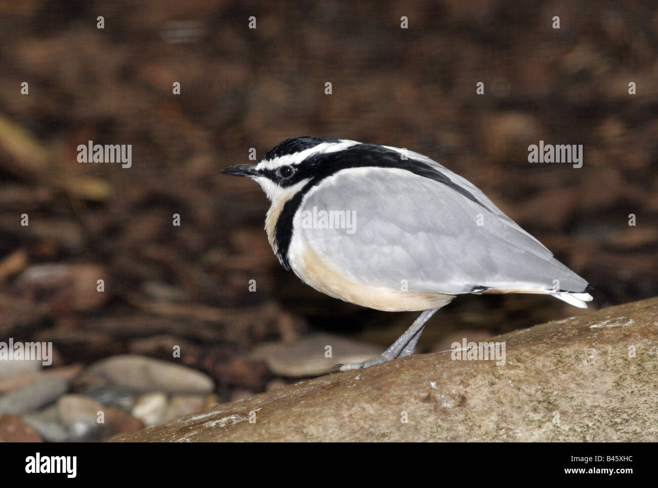 Plover bird crocodile hi-res stock photography and images - Alamy