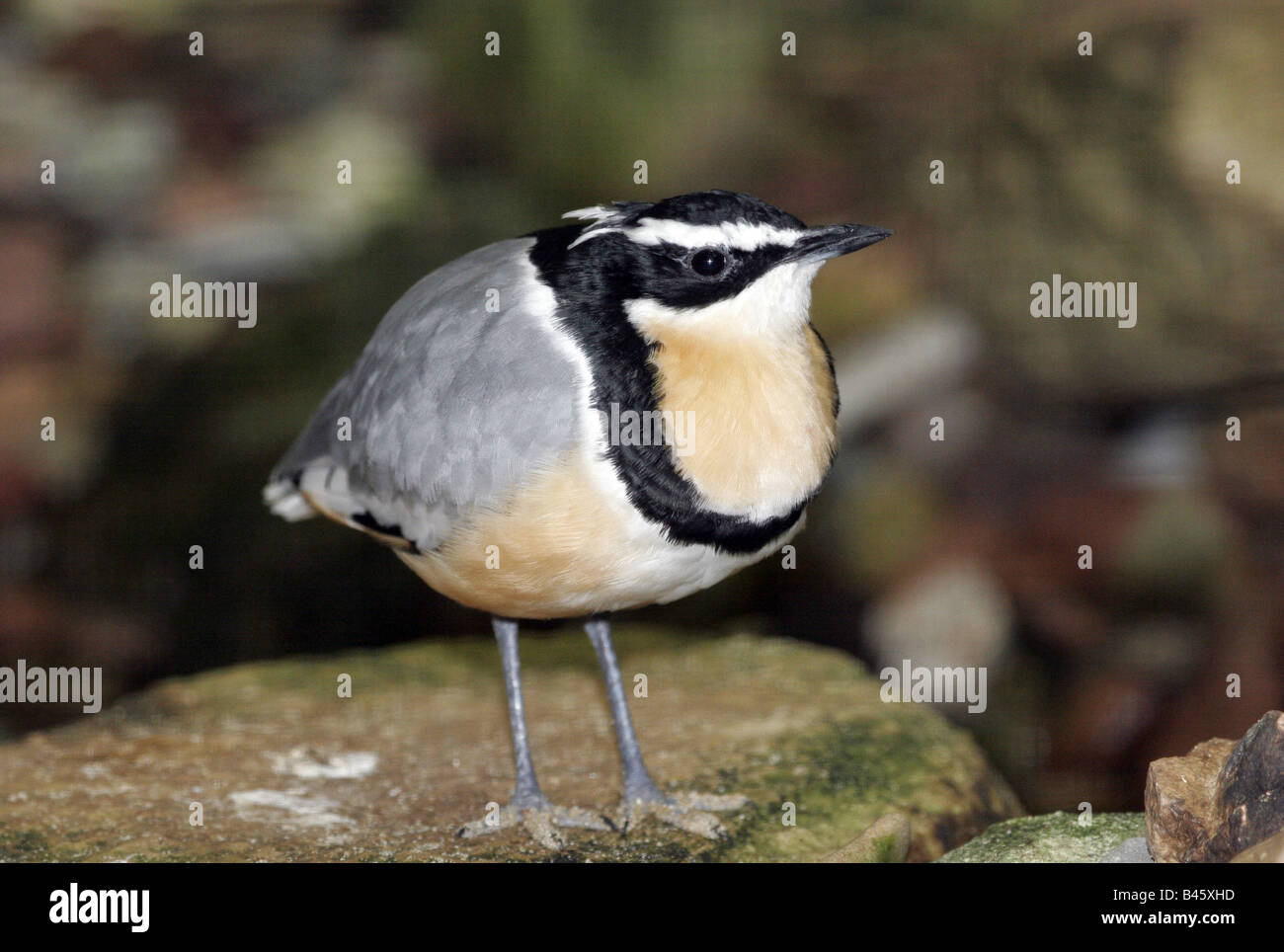 Plover bird crocodile hi-res stock photography and images - Alamy