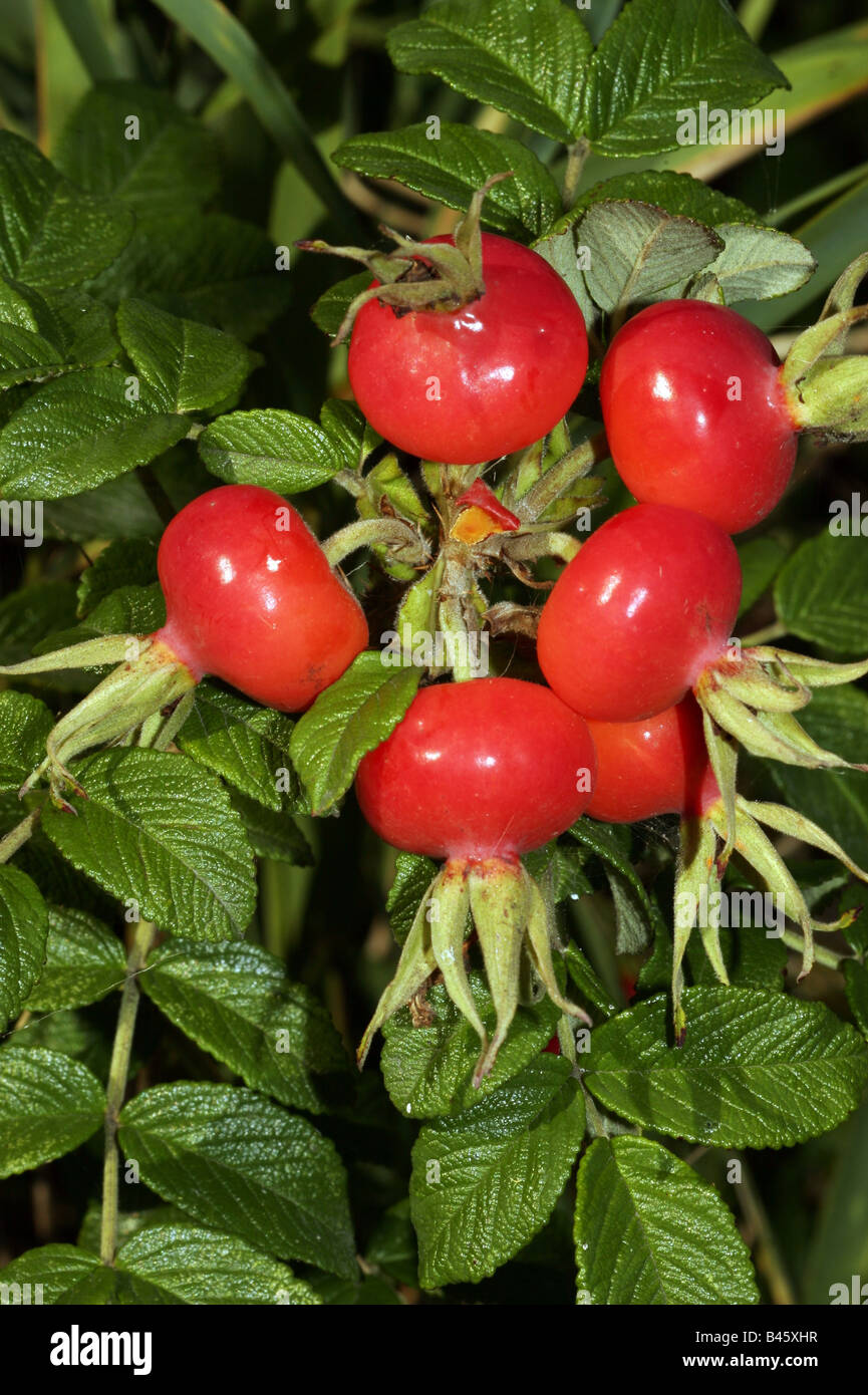 botany, rose, (Rosa), Japanese Rose, (Rosa rugosa), rose hips ...