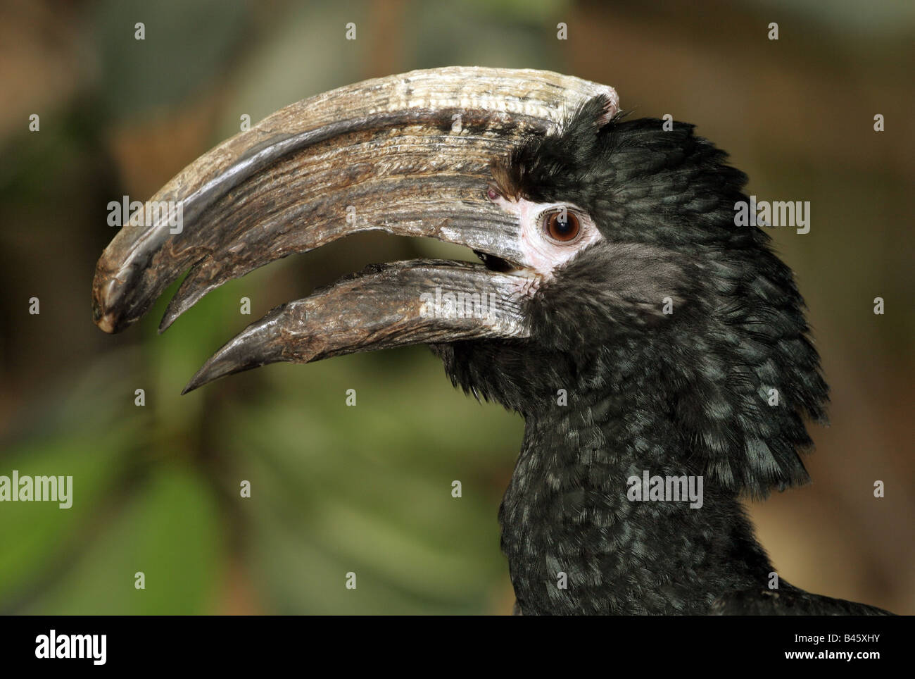 zoology / animals, avian / bird, trumpeter hornbill, (Bycanistes ...