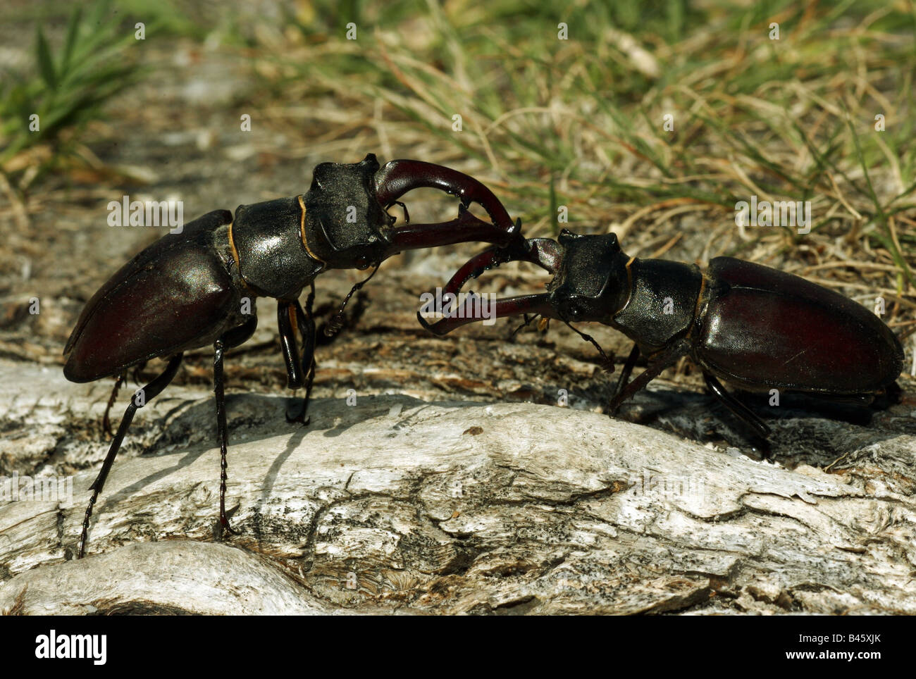 zoology / animals, insect, beetles, Stag Beetle, (Lucanus cervus), male ...