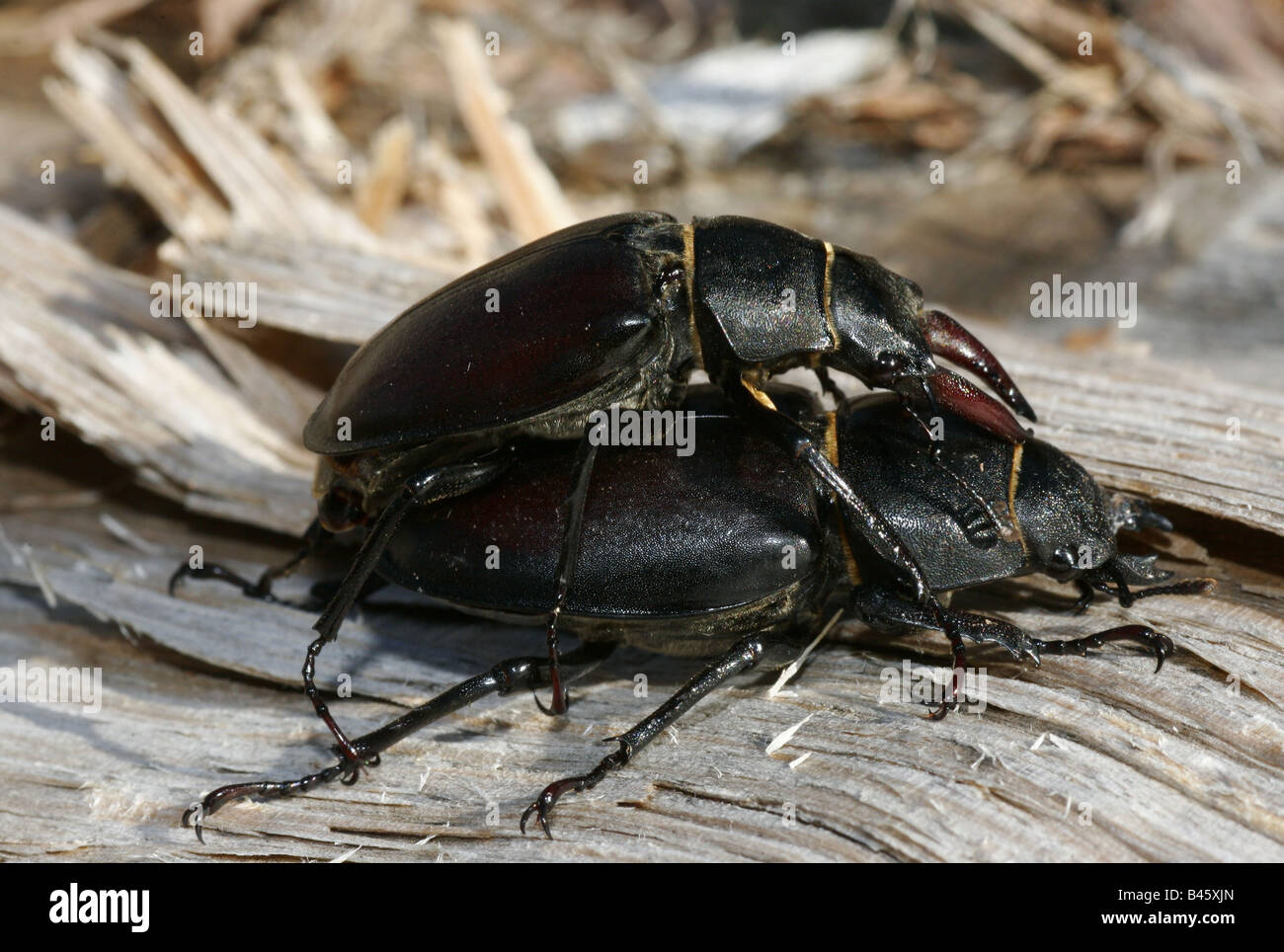 zoology / animals, insect, beetles, Stag Beetle, (Lucanus cervus ...