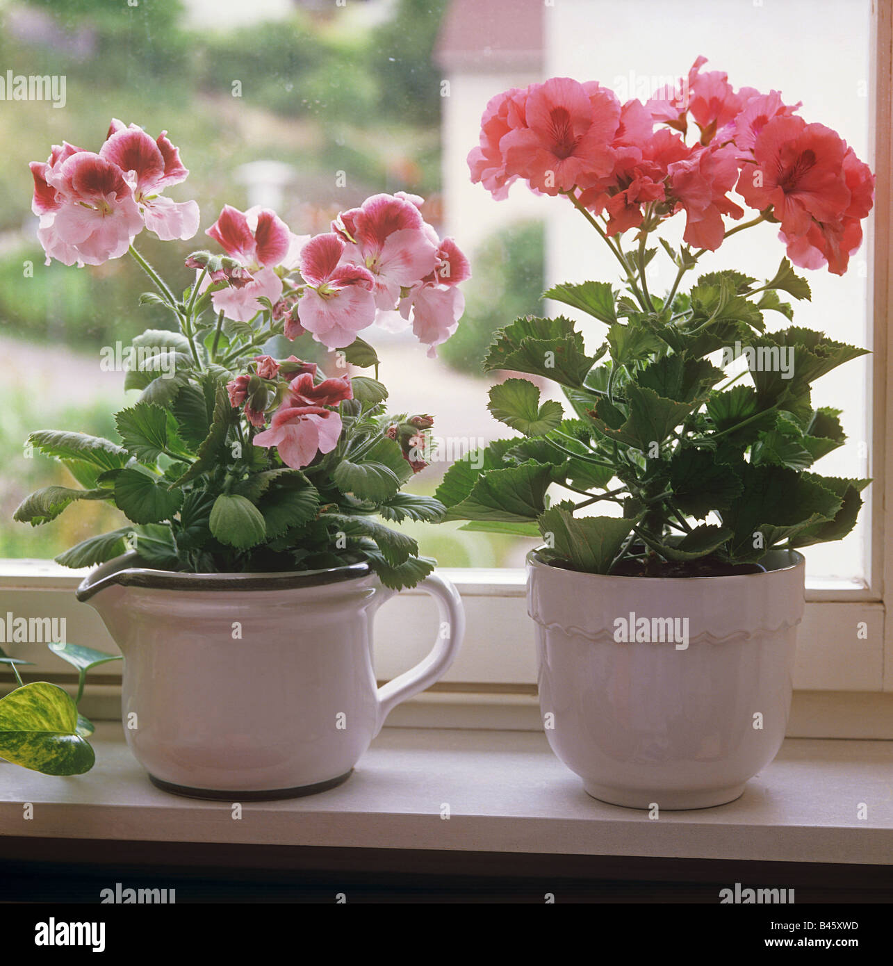 Geraniums indoors hi-res stock photography and images - Alamy