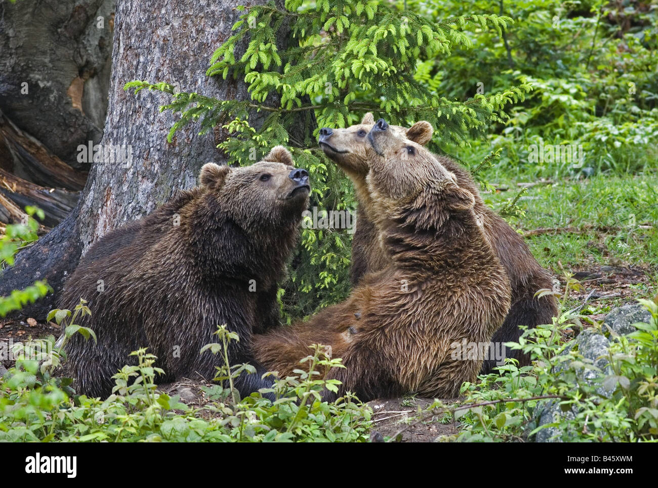 zoology / animals, mammal / mammalian, Ursidae, Brown Bear (Ursus ...