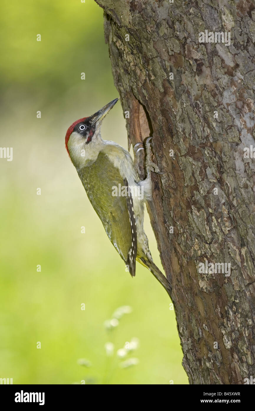 zoology / animals, avian / bird, Green Woodpecker, (Picus viridis), at ...
