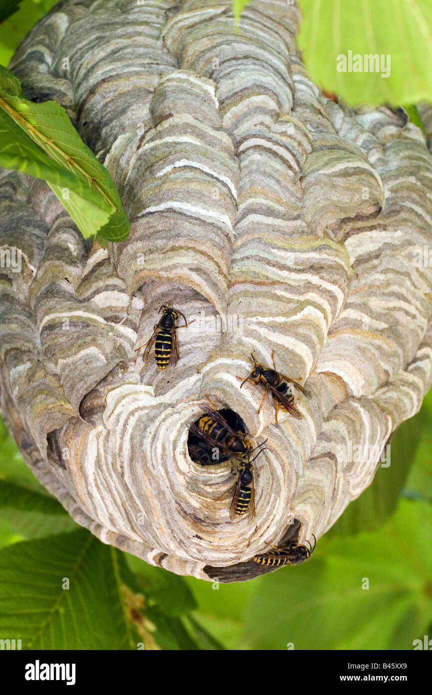 Asian Parasitic Wasp