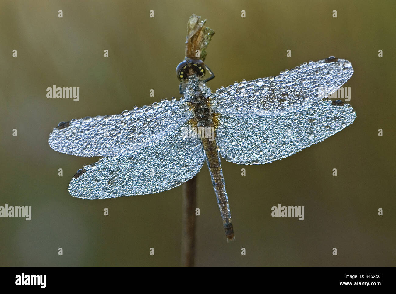 zoology / animals, insect, dragonflies, Black Darter, (Sympetrum danae ...