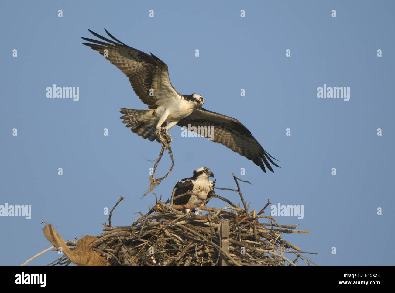 zoology / animals, avian / bird, Pandionidae, Osprey (Pandion haliaetus ...