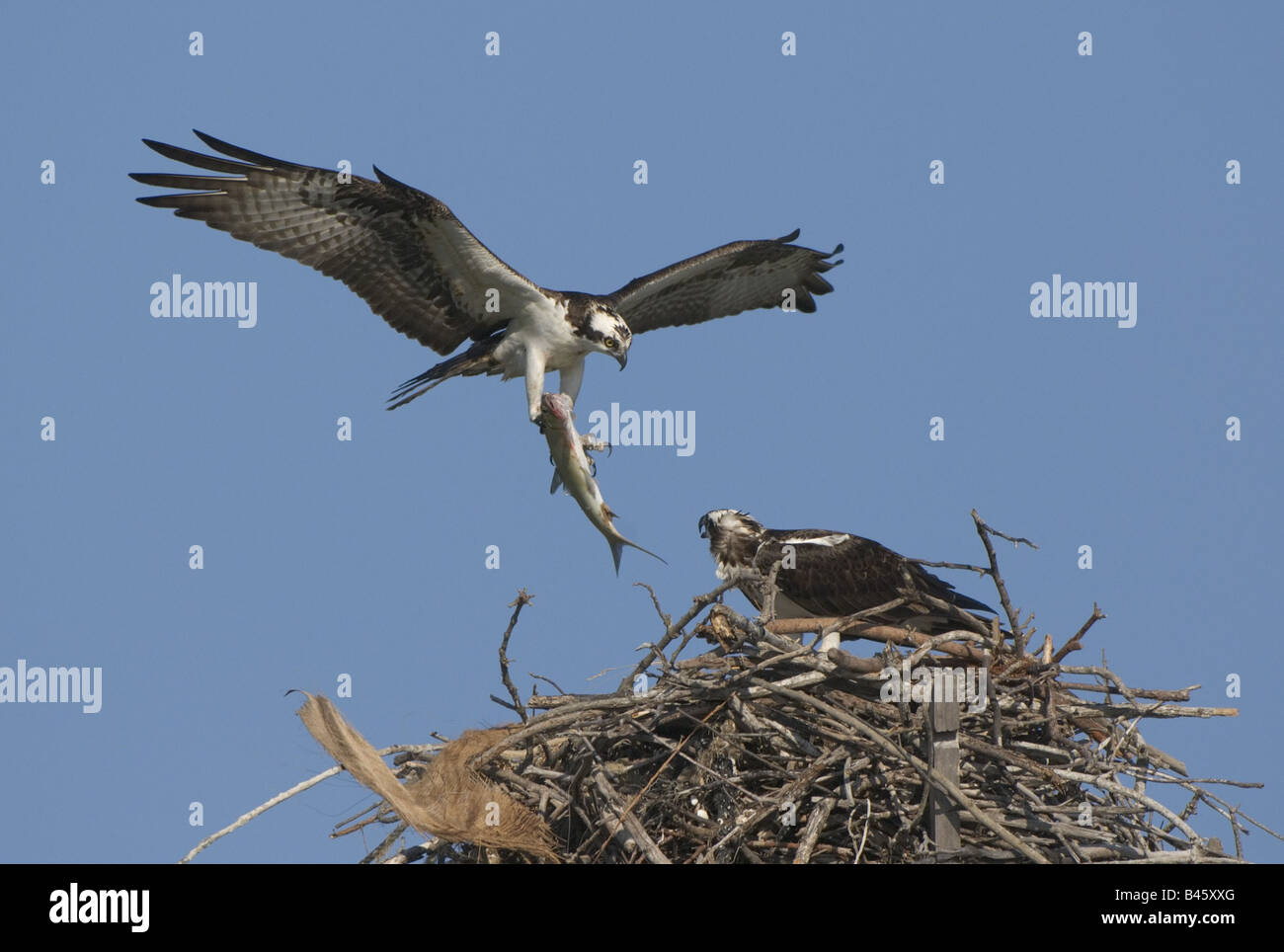zoology / animals, avian / bird, Pandionidae, Osprey (Pandion haliaetus ...