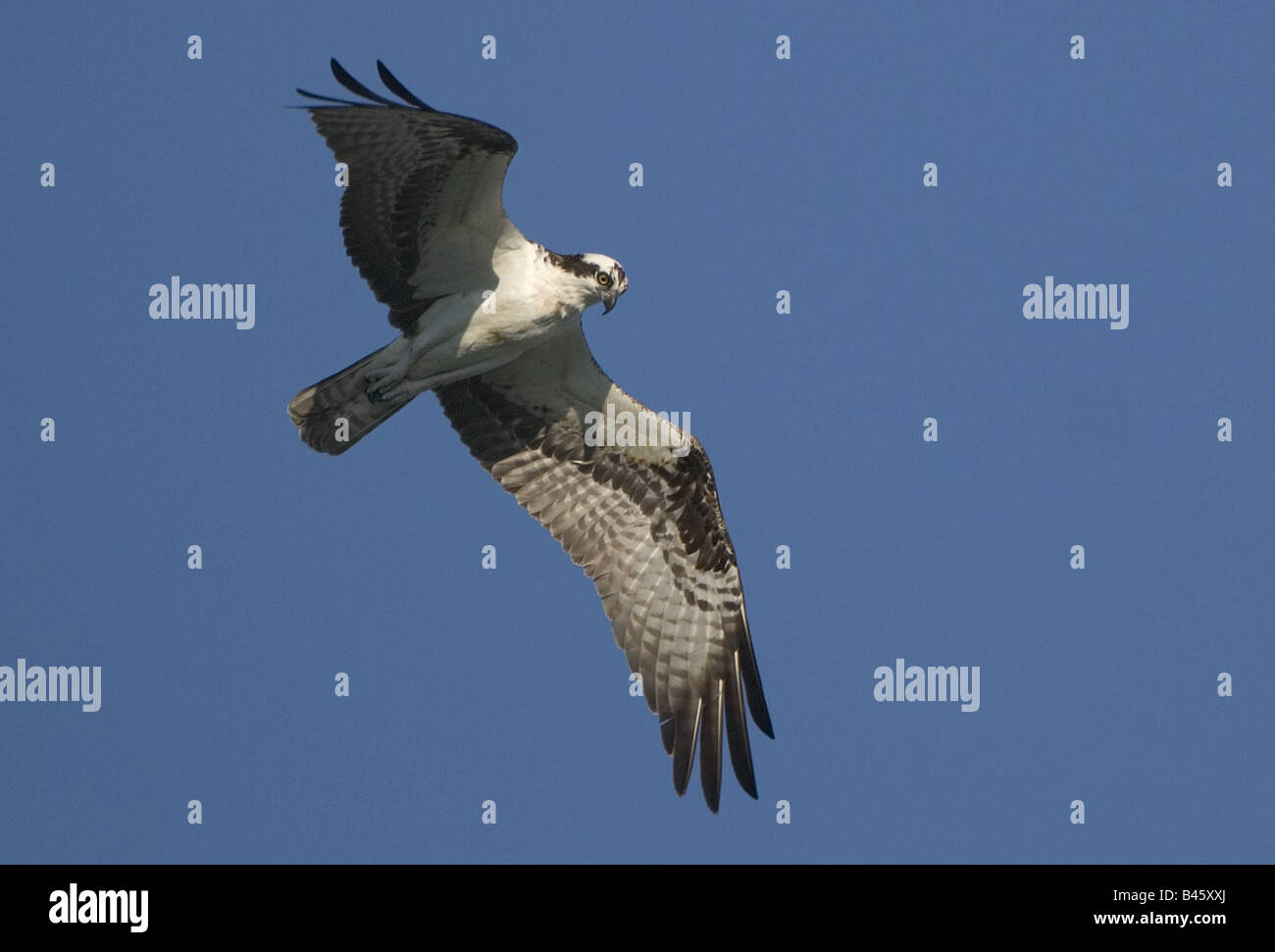 zoology / animals, avian / bird, Pandionidae, Osprey (Pandion haliaetus ...
