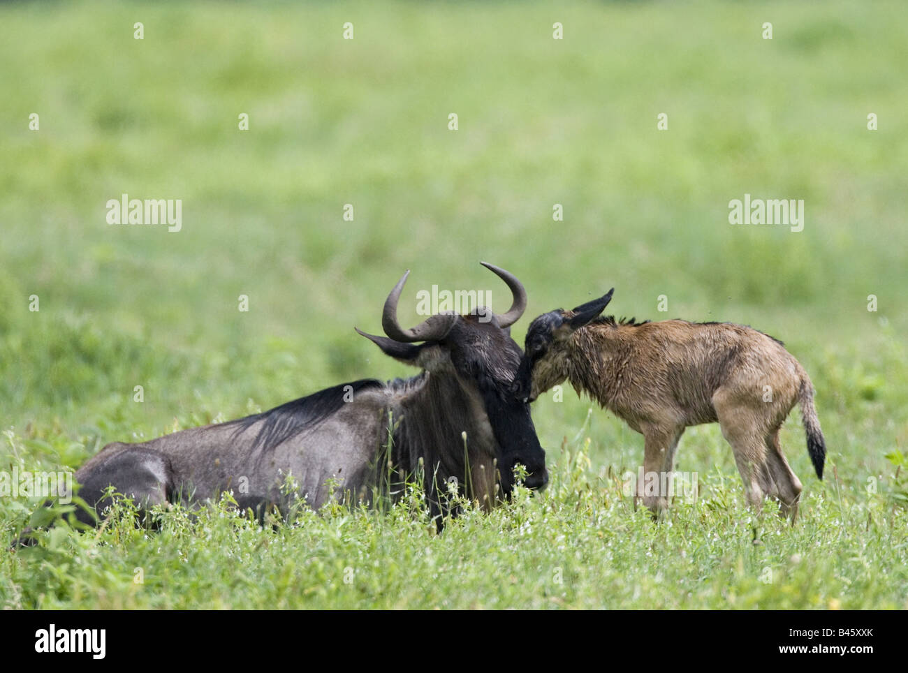 Gnu Cub High Resolution Stock Photography and Images - Alamy
