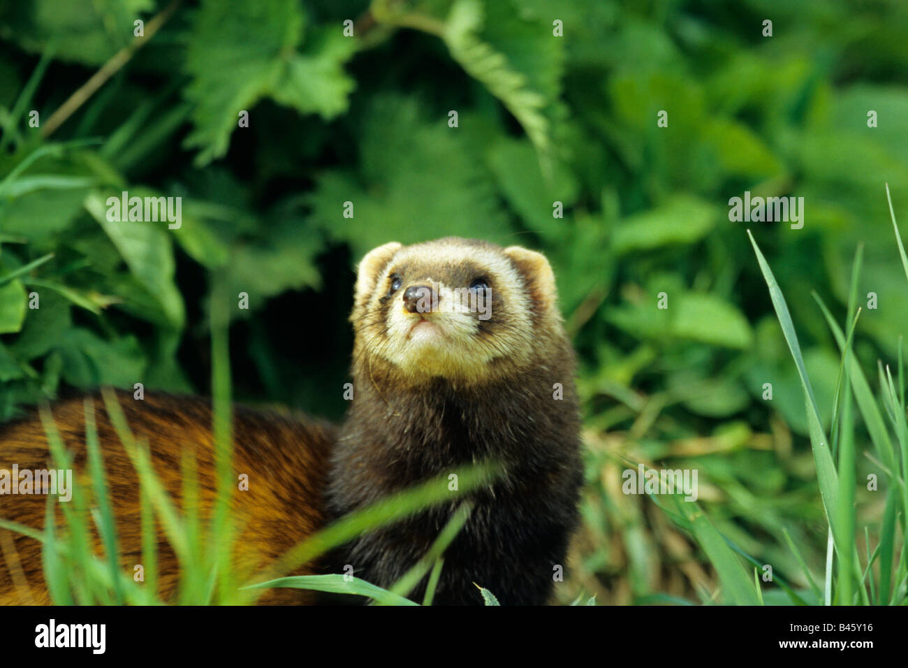 Polecat Putorius putorius scenting the air in the long grass in a ...