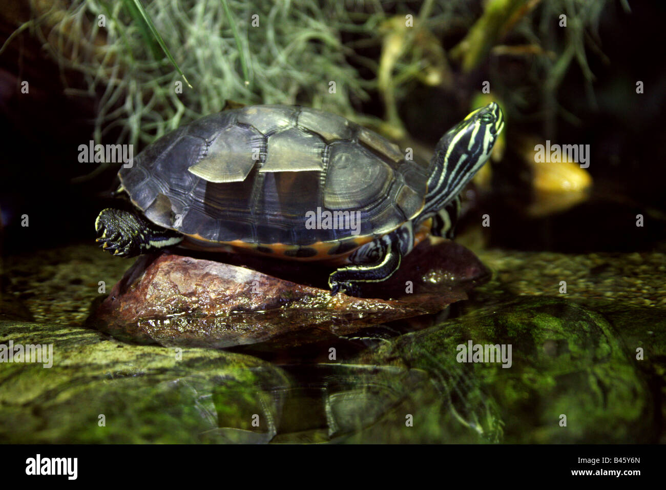Common Terrapin Terrapin Trachemys with Peeling Shell Platelets Stock ...