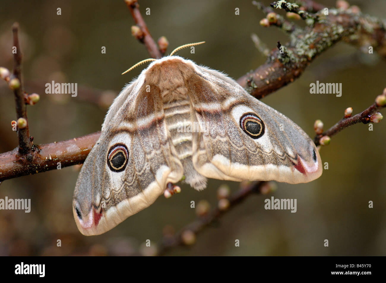Emperor Moth (Saturnia pavonia, Eudia pavonia), female Stock Photo - Alamy