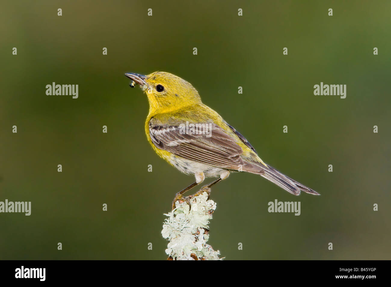 Pine Warbler Dendroica pinus Stock Photo - Alamy