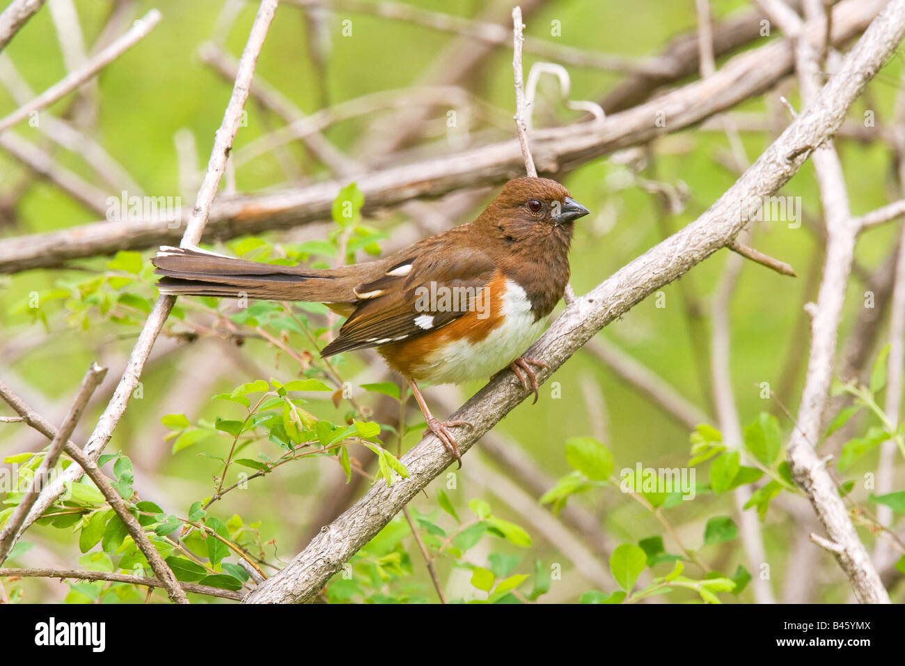 Dead bird wings hi-res stock photography and images - Alamy