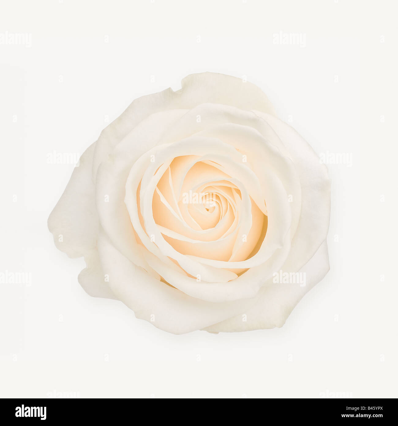 Rose top view hi-res stock photography and images - Alamy