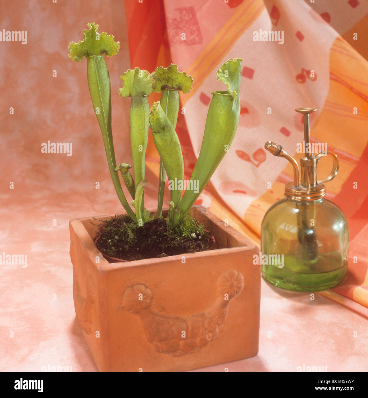 north american pitcher plant Stock Photo - Alamy