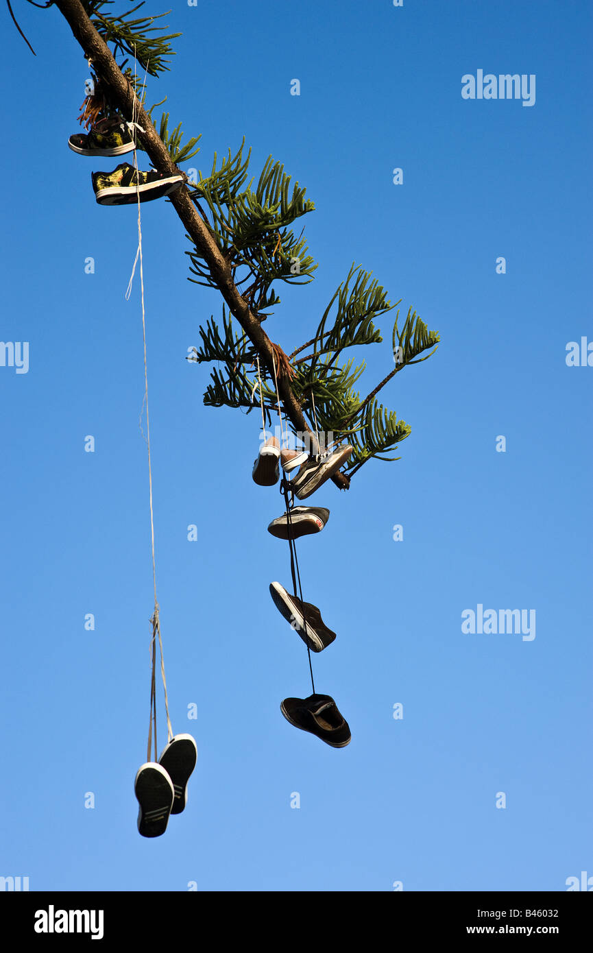 A tree growing shoes Stock Photo - Alamy