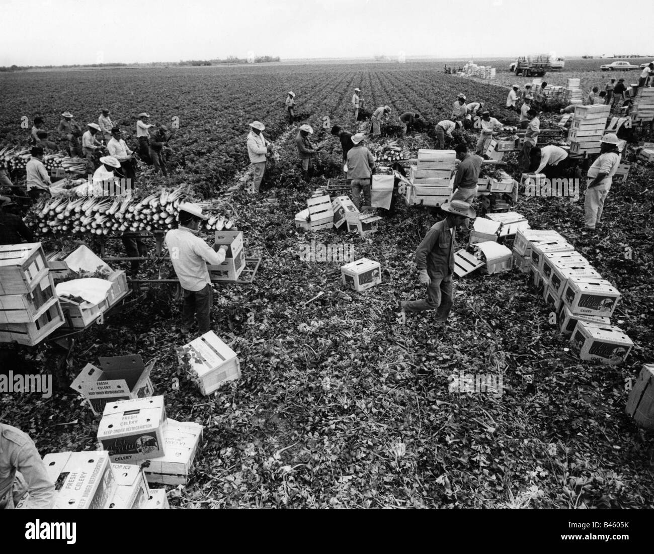 geography / travel, Mexico, agriculture, field worker harvesting celery ...