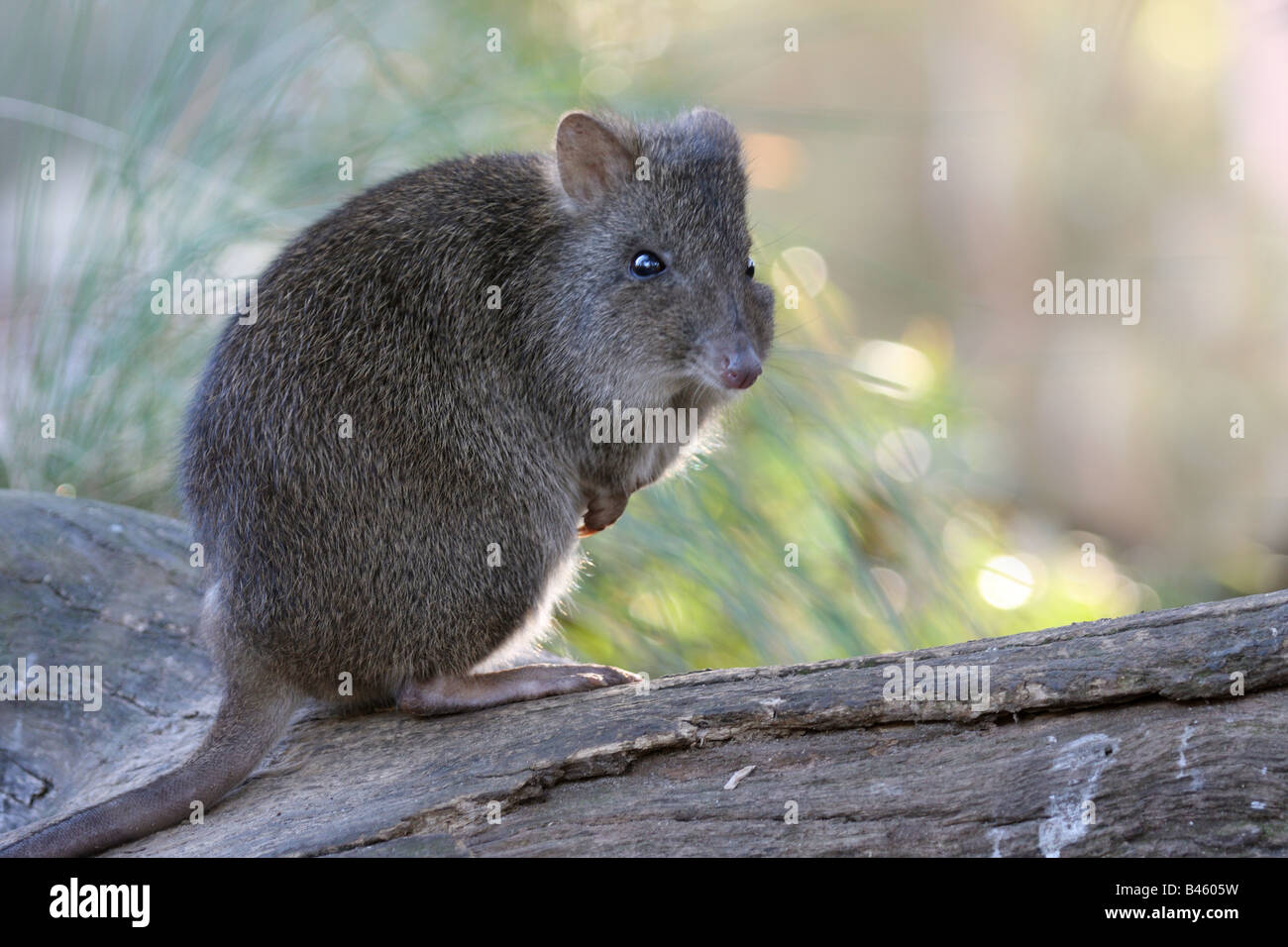 Potoroo hi-res stock photography and images - Alamy