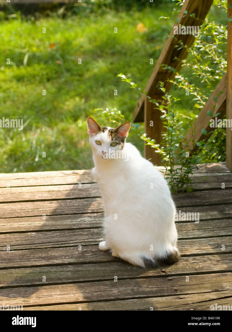 White decks hi-res stock photography and images - Alamy