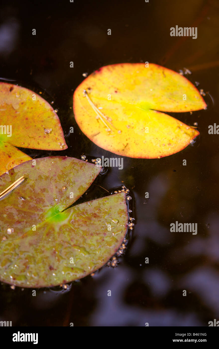 Water-lilies in autumn colors Stock Photo - Alamy