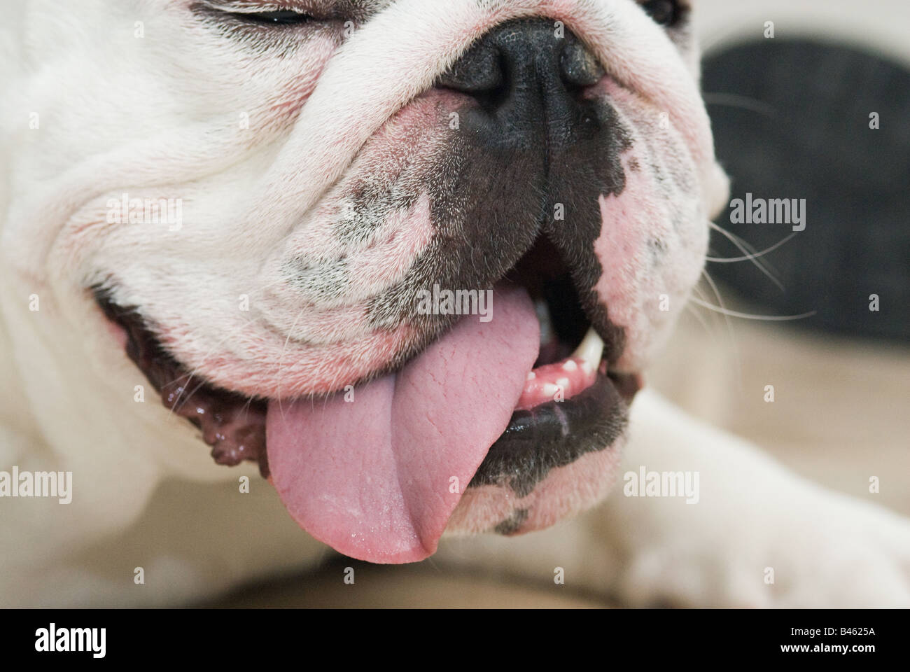 English bulldog face hi-res stock photography and images - Alamy