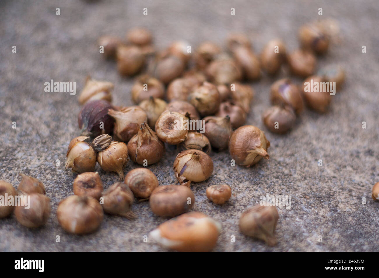 Planting snowdrop hi-res stock photography and images - Alamy
