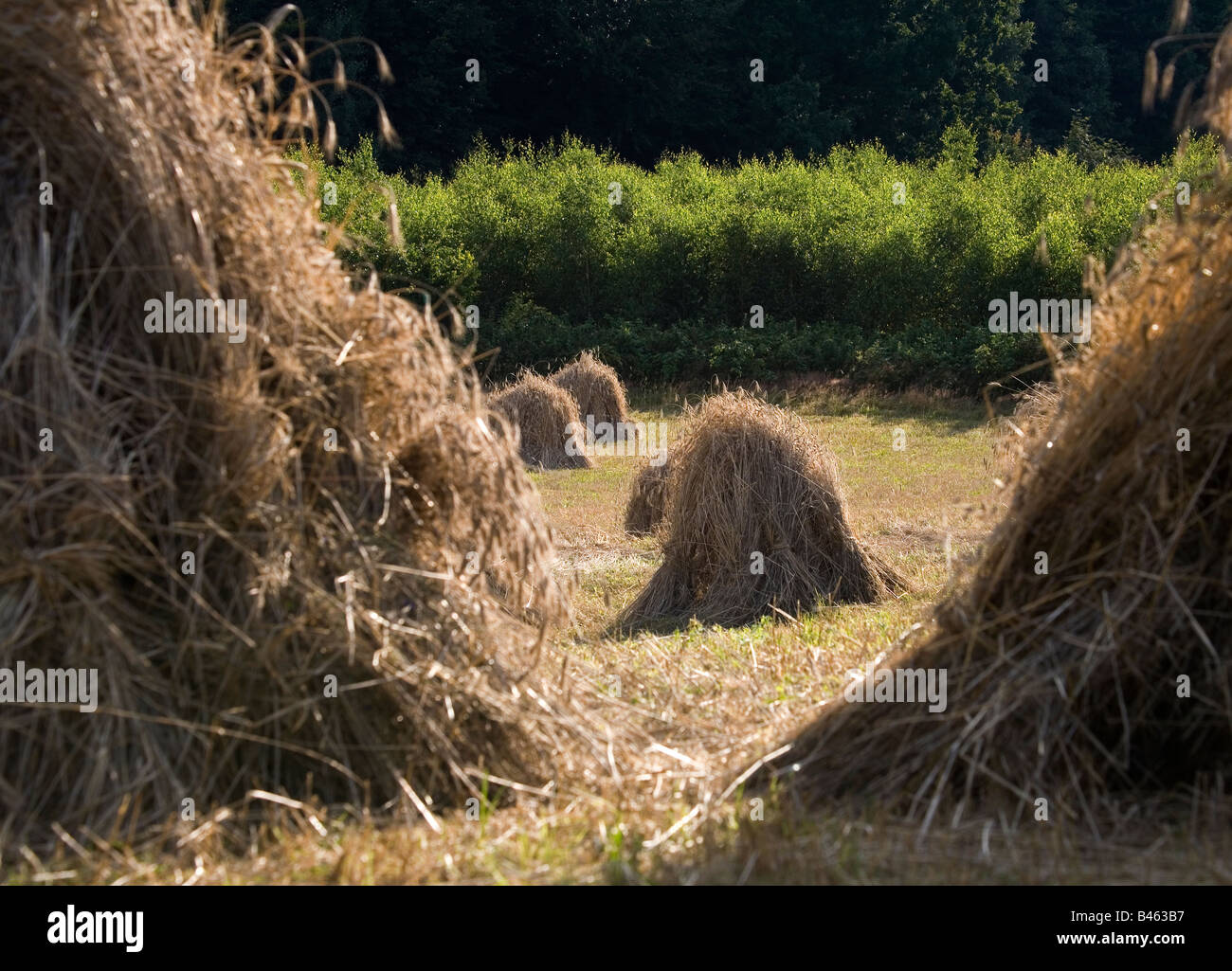Field wheat sheats Stock Photo - Alamy