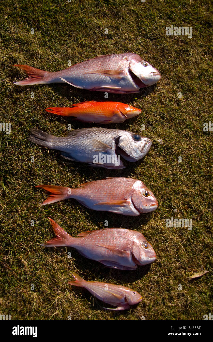 six fish on the grass, the catch of the day Stock Photo - Alamy
