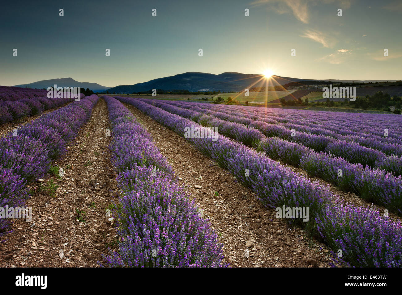 sunrise in a lavender field nr Sault, the Vaucluse, Provence, France ...