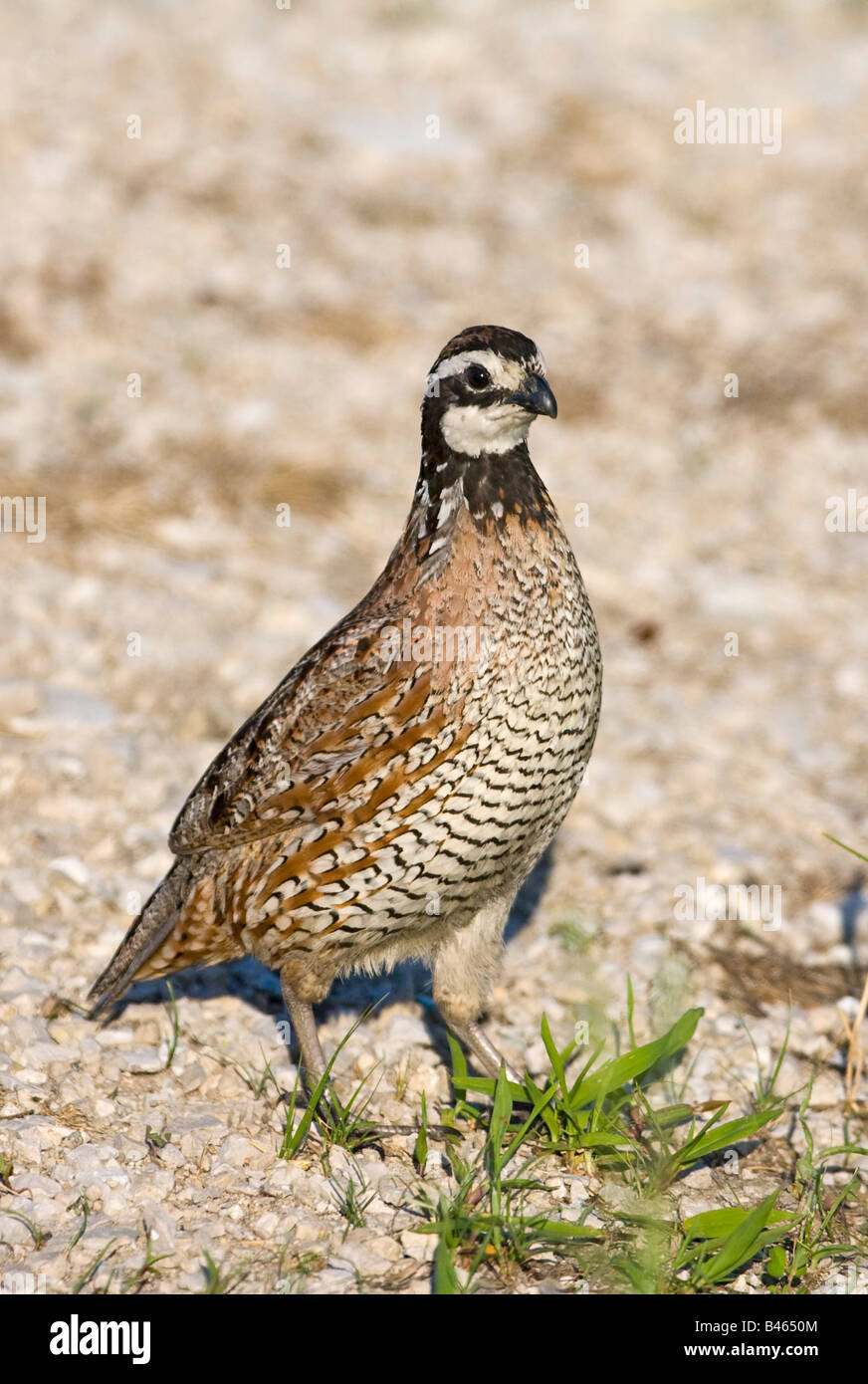 Northern Bobwhite Colinus virginianus St Louis Missouri United States ...