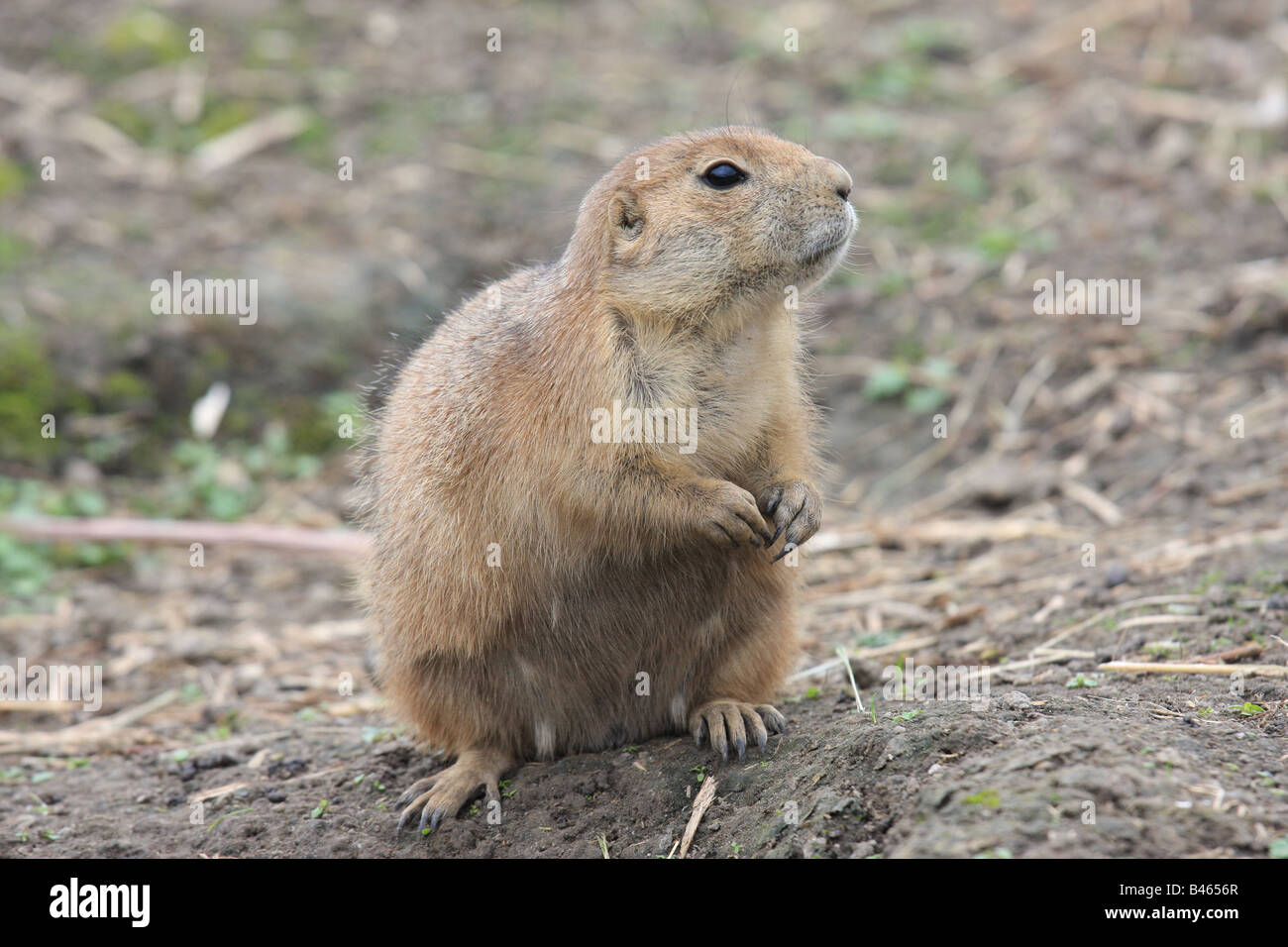 Murmeltier High Resolution Stock Photography and Images - Alamy